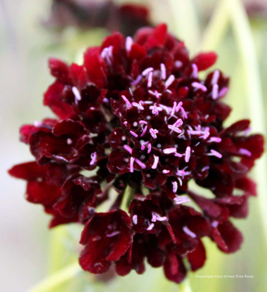 Scabiosa speciosa 'Dark Purple/Ace' | Urban Tree Farm Nursery