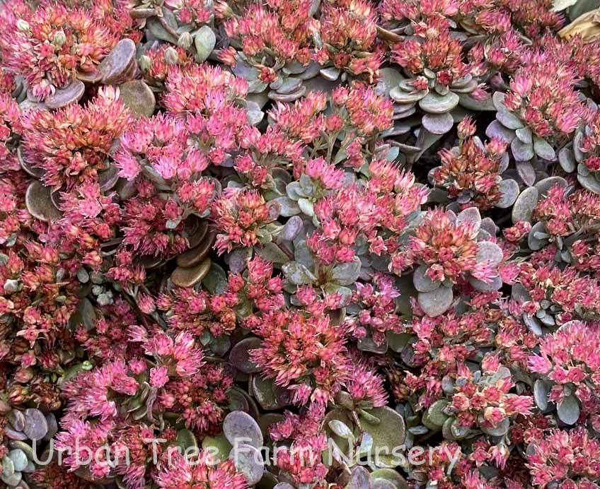 Sedum 'SUNSPARKLER Blue Elf' | Urban Tree Farm Nursery