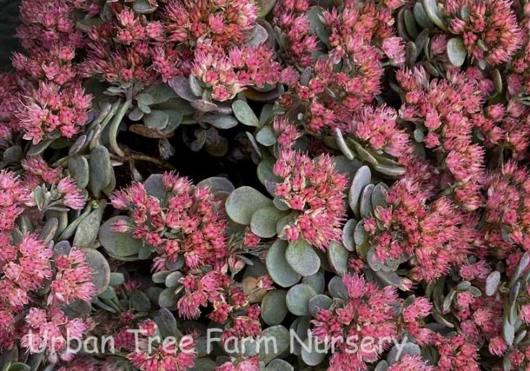 Sedum 'SUNSPARKLER Blue Elf' | Urban Tree Farm Nursery