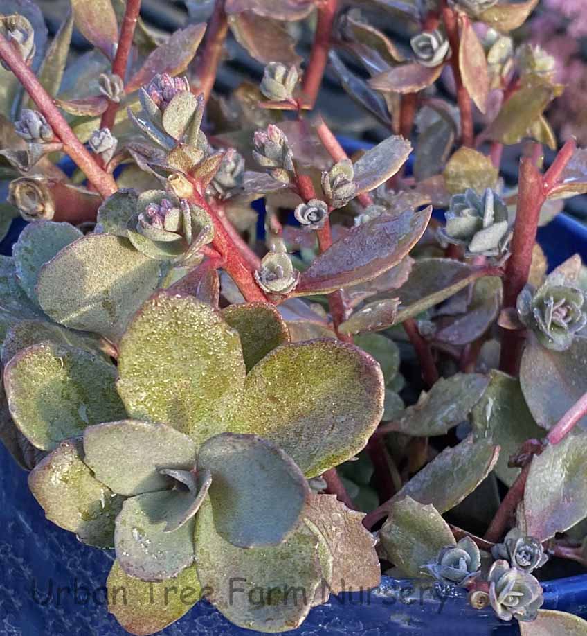 Sedum 'SUNSPARKLER Dazzleberry' | Urban Tree Farm Nursery