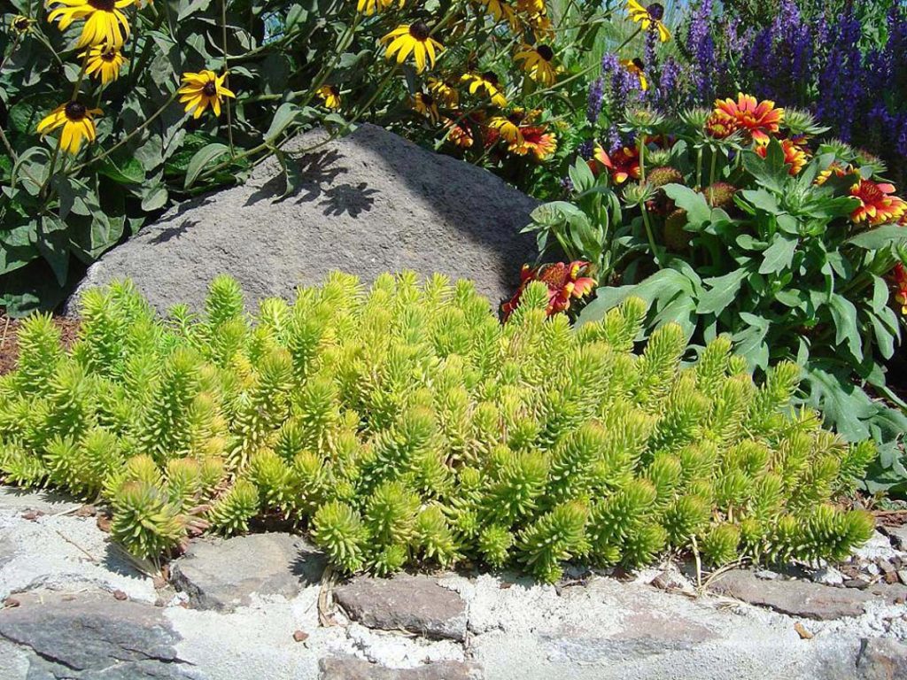 Sedum rupestre 'Angelina' | Urban Tree Farm Nursery