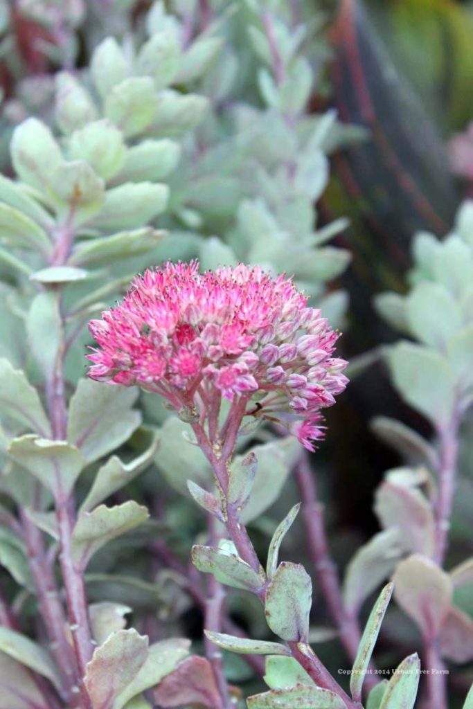 Sedum x 'Rosy/Ruby Glow' | Urban Tree Farm Nursery
