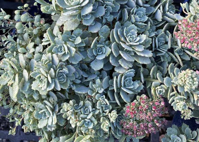 Sedum x 'Steel the Show' | Urban Tree Farm Nursery