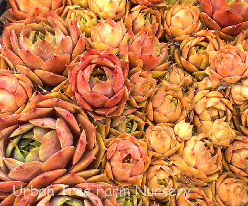 Sempervivum tectorum 'Desert Bloom' | Urban Tree Farm Nursery