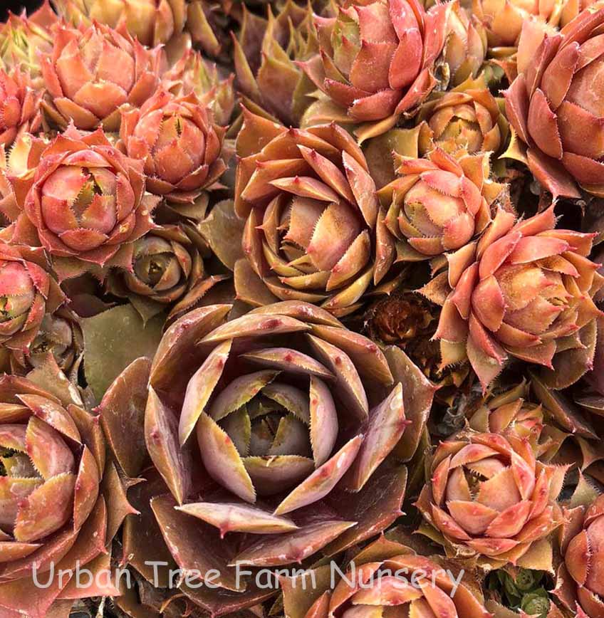 Sempervivum tectorum 'Desert Bloom' | Urban Tree Farm Nursery