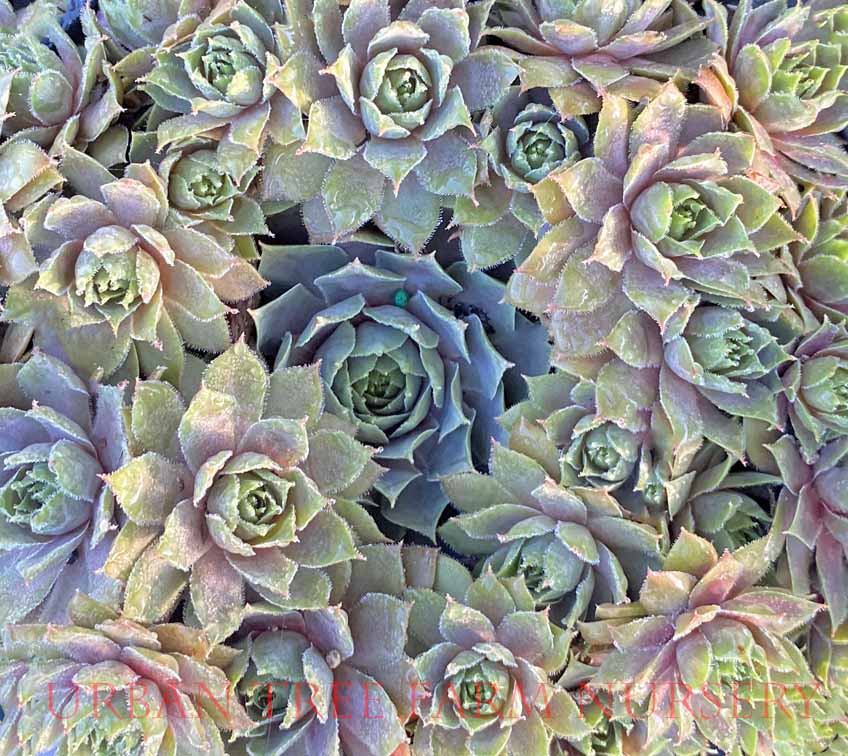 Sempervivum tectorum 'Desert Bloom' | Urban Tree Farm Nursery