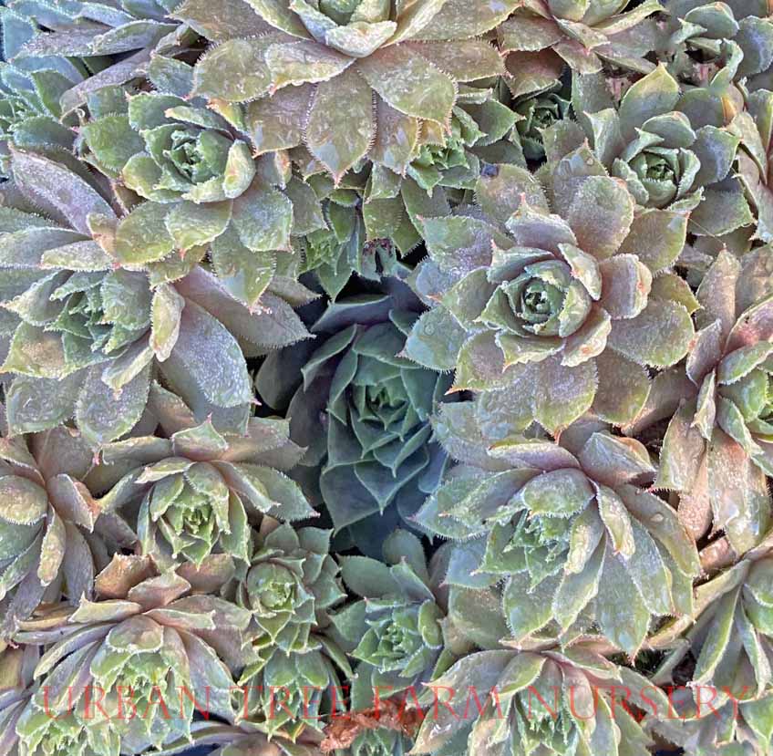 Sempervivum tectorum 'Desert Bloom' | Urban Tree Farm Nursery