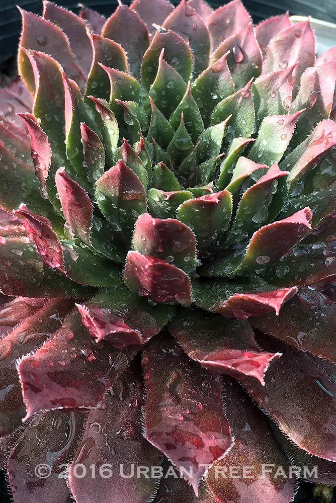 Sempervivum tectorum 'Royal Ruby' | Urban Tree Farm Nursery