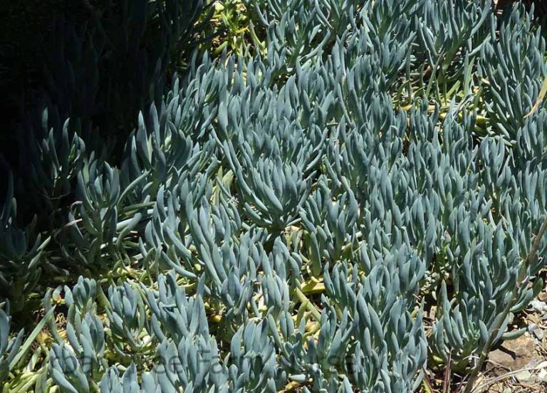 Senecio serpens | Urban Tree Farm Nursery