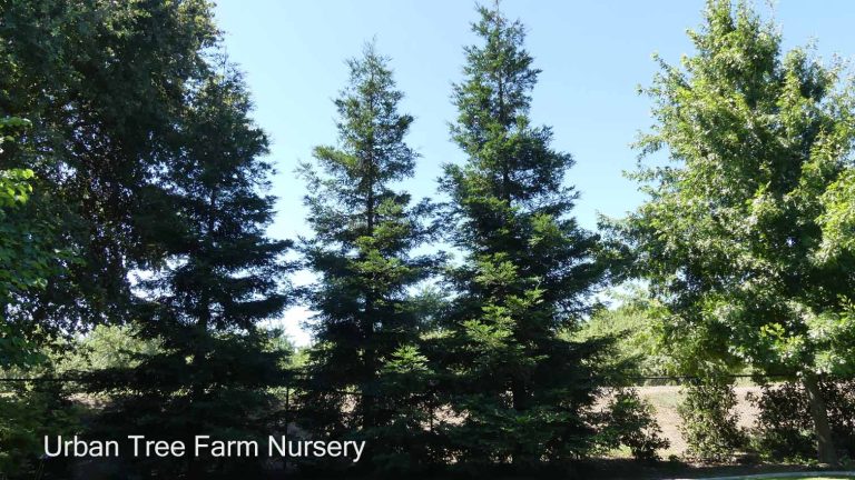 Sequoia sempervirens 'Aptos Blue' | Urban Tree Farm Nursery