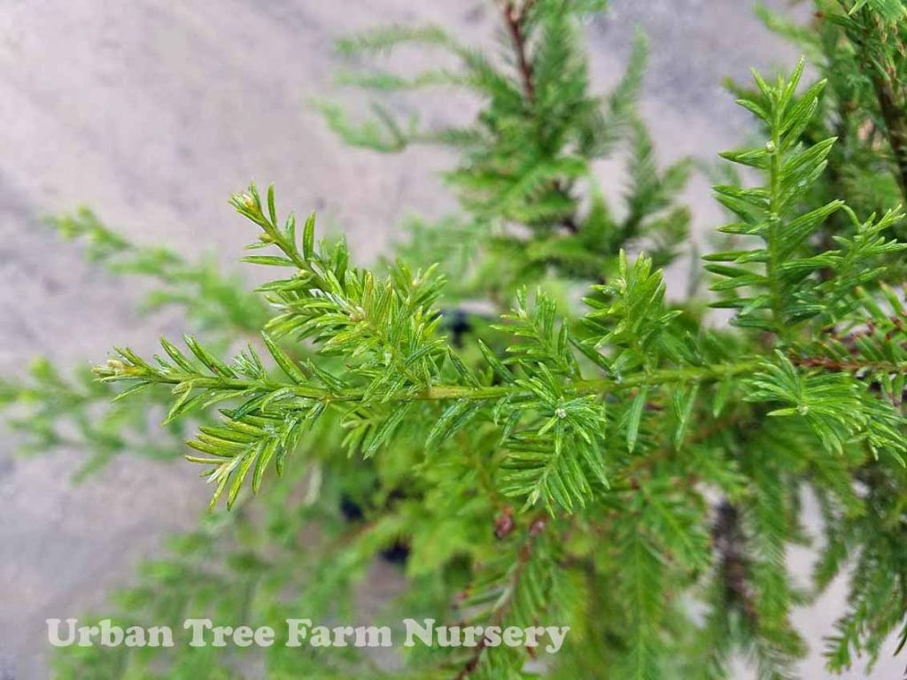 Sequoia sempervirens 'Soquel' | Urban Tree Farm Nursery