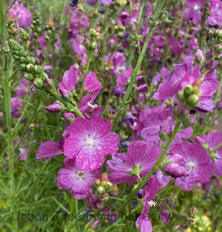Sidalcea malvaeflora 'Purpureta' | Urban Tree Farm Nursery