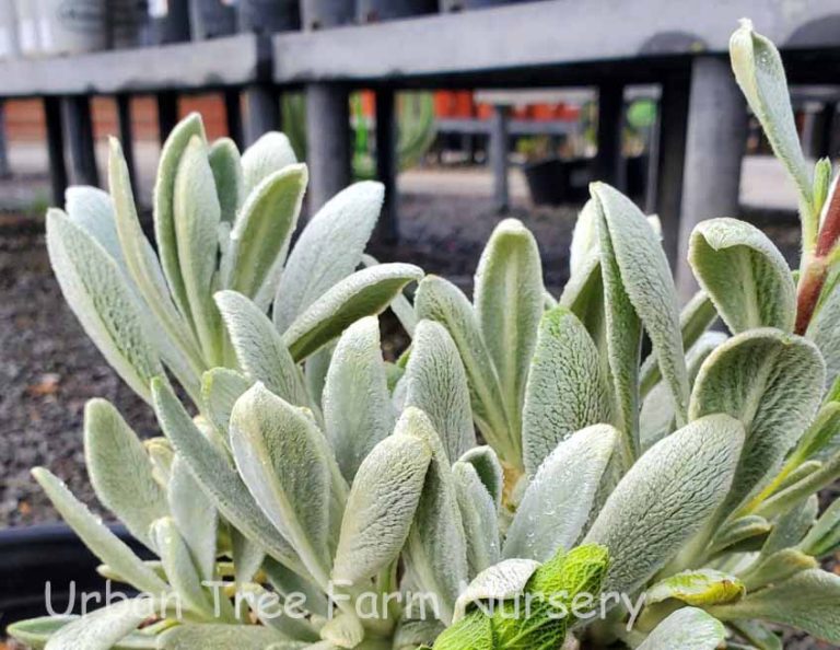 Sideritis cypria | Urban Tree Farm Nursery