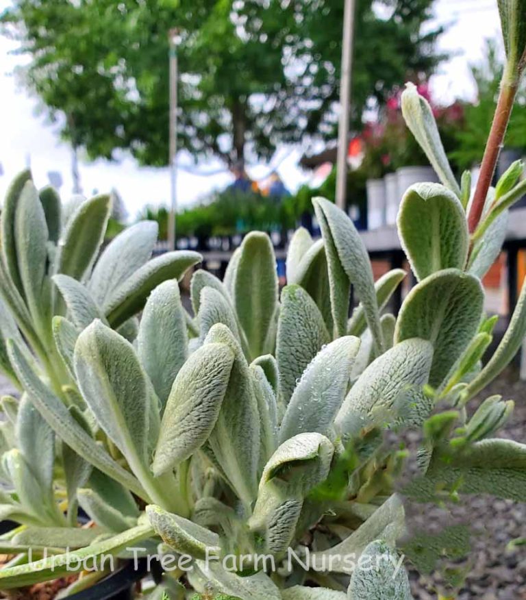 Sideritis cypria | Urban Tree Farm Nursery