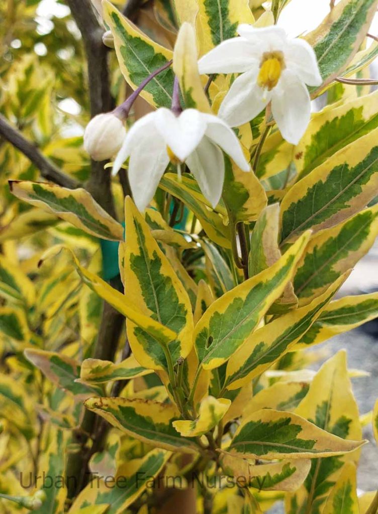 Solanum jasminoides 'Variegata' | Urban Tree Farm Nursery
