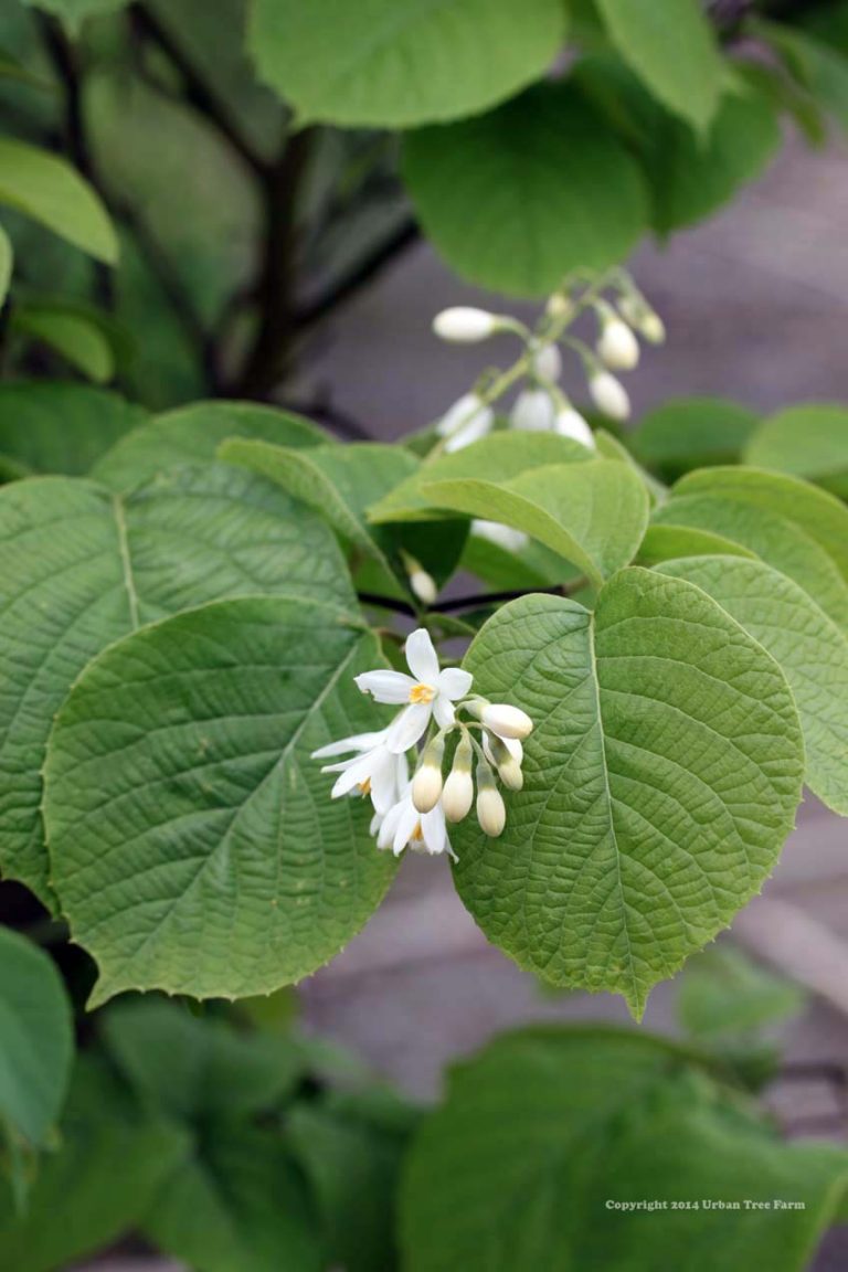 Styrax obassia | Urban Tree Farm Nursery