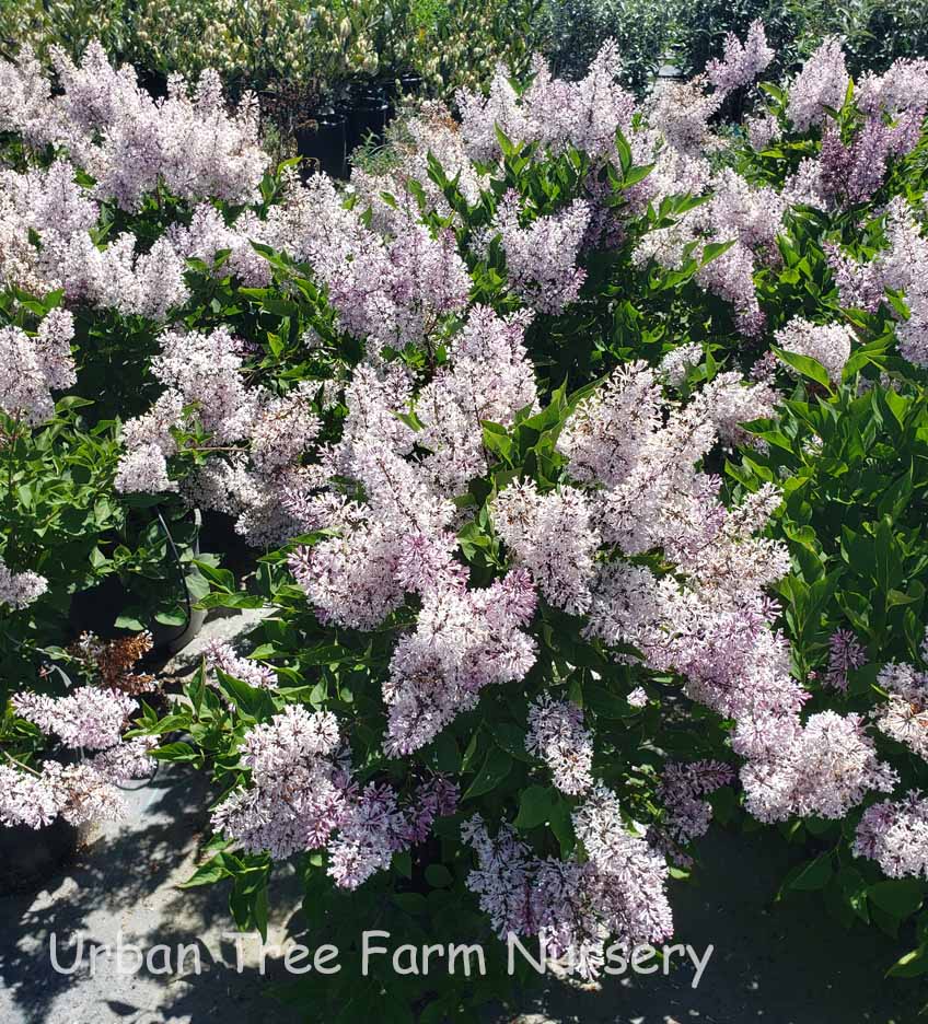 Syringa pubescens patula 'Miss Kim' | Urban Tree Farm Nursery