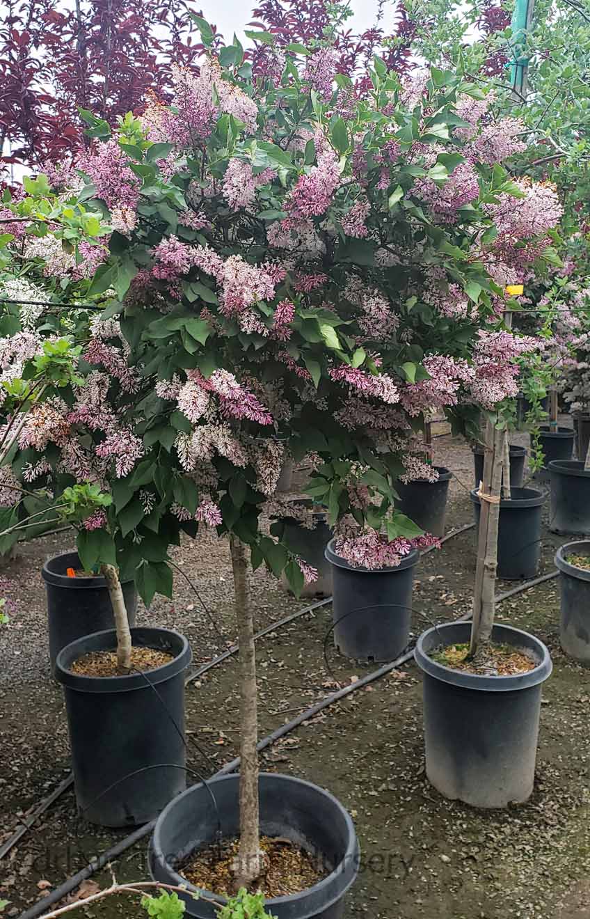 Syringa pubescens patula 'Miss Kim' | Urban Tree Farm Nursery