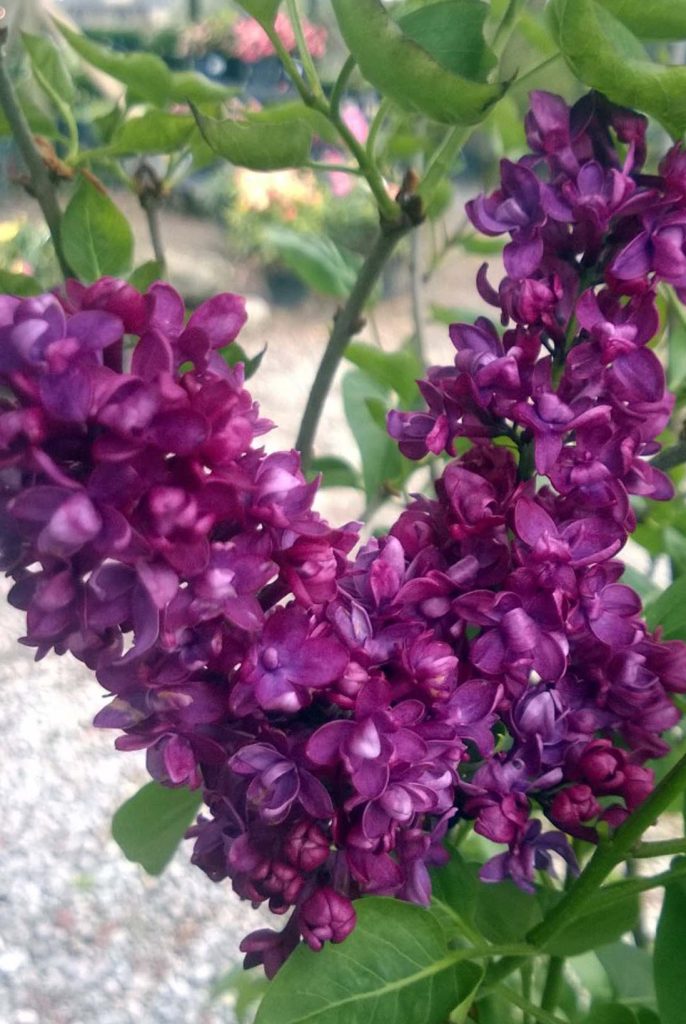 Syringa vulgaris 'Charles Joly' | Urban Tree Farm Nursery
