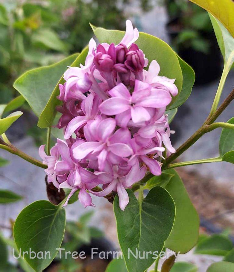 Syringa vulgaris 'Katherine Havemeyer' | Urban Tree Farm Nursery