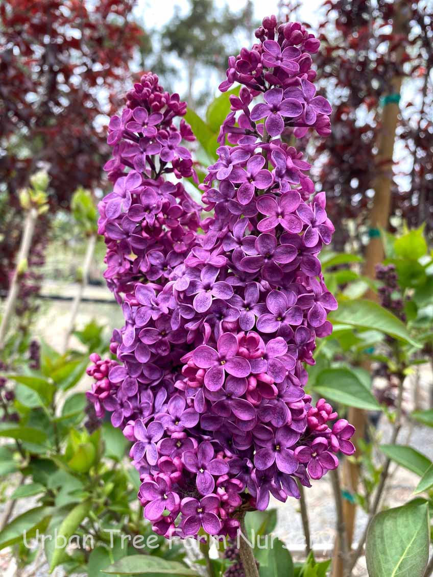 Syringa vulgaris 'Yankee Doodle' | Urban Tree Farm Nursery