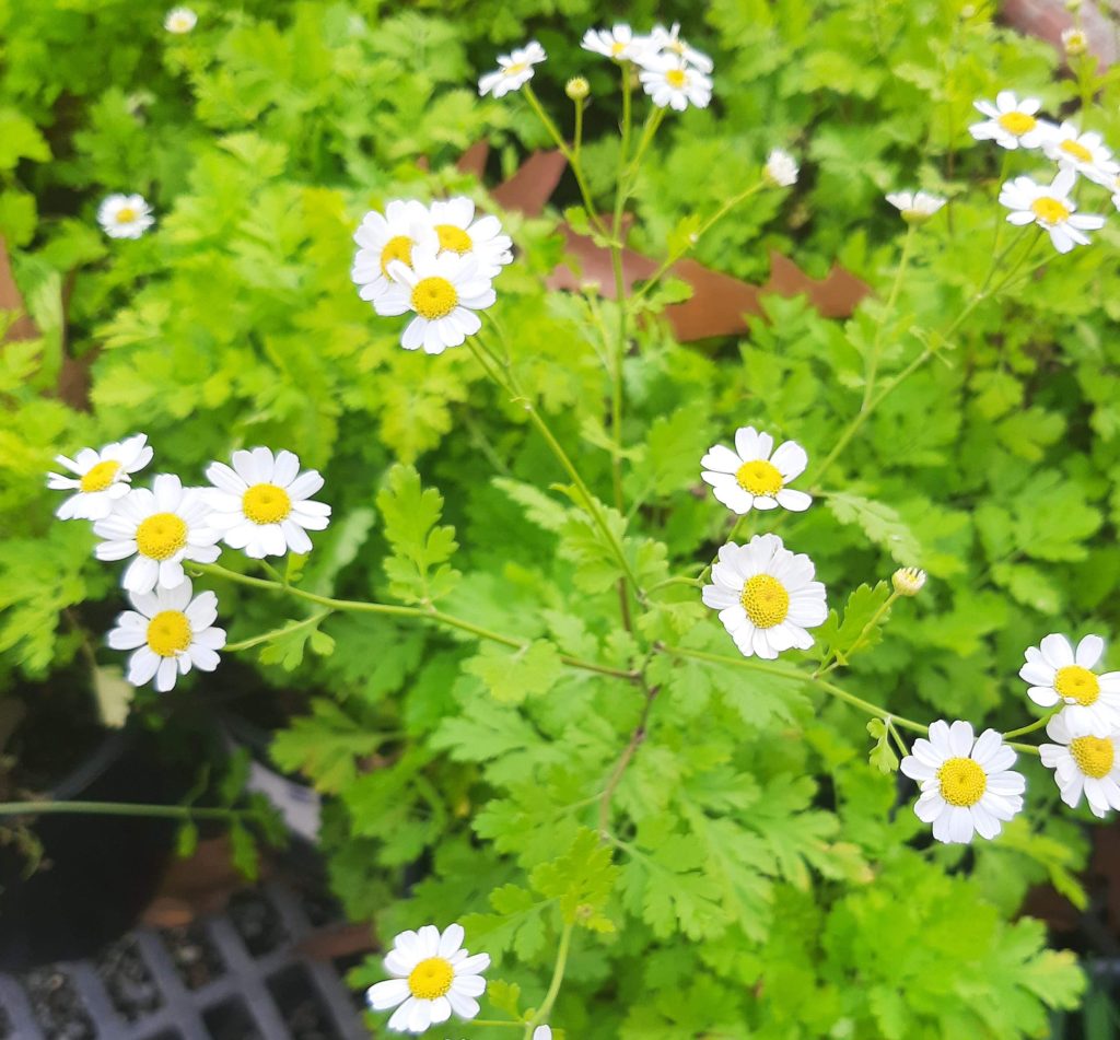Tanacetum parthenium 'Aureum' | Urban Tree Farm Nursery