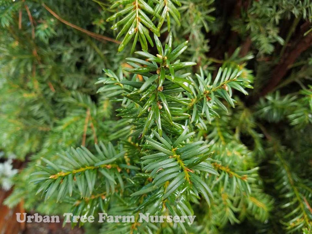 Taxus media 'H.M. Eddie' | Urban Tree Farm Nursery