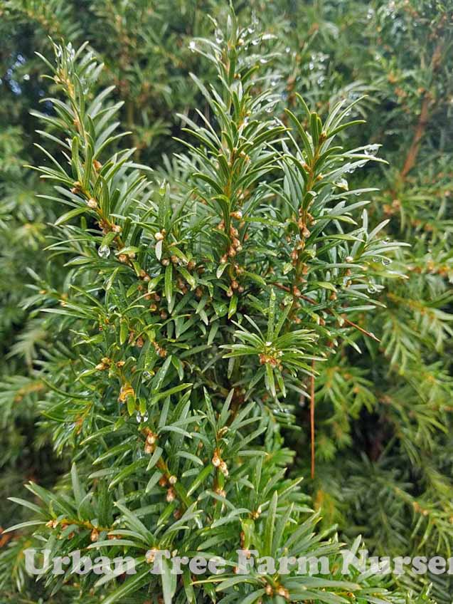 Taxus media 'H.M. Eddie' | Urban Tree Farm Nursery