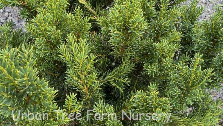 Taxus x media 'Dark Green Spreader' | Urban Tree Farm Nursery