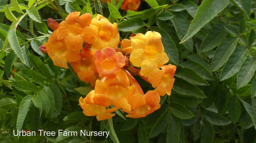 Tecoma stans 'Orange Jubilee' | Urban Tree Farm Nursery