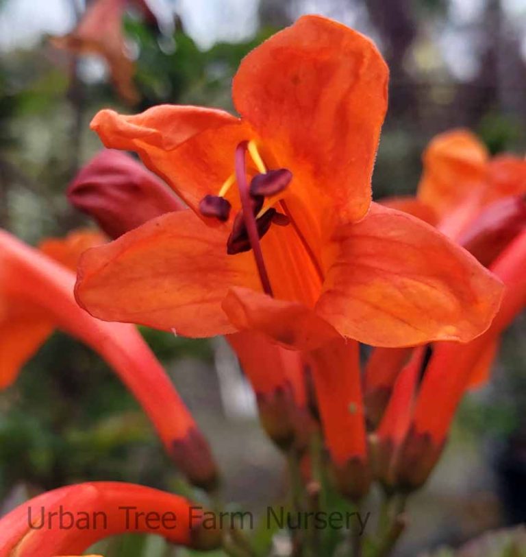 Tecoma/Tecomaria capensis BUSH | Urban Tree Farm Nursery