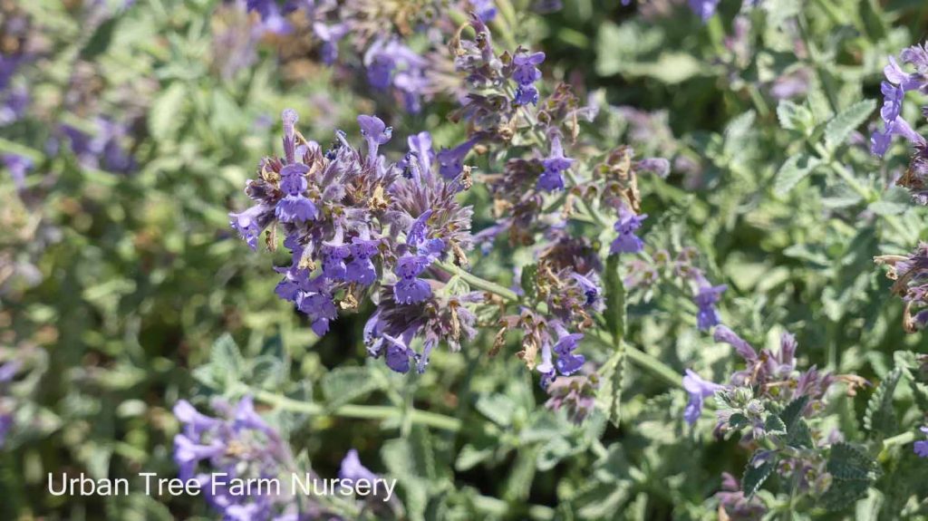 Teucrium fruticans | Urban Tree Farm Nursery