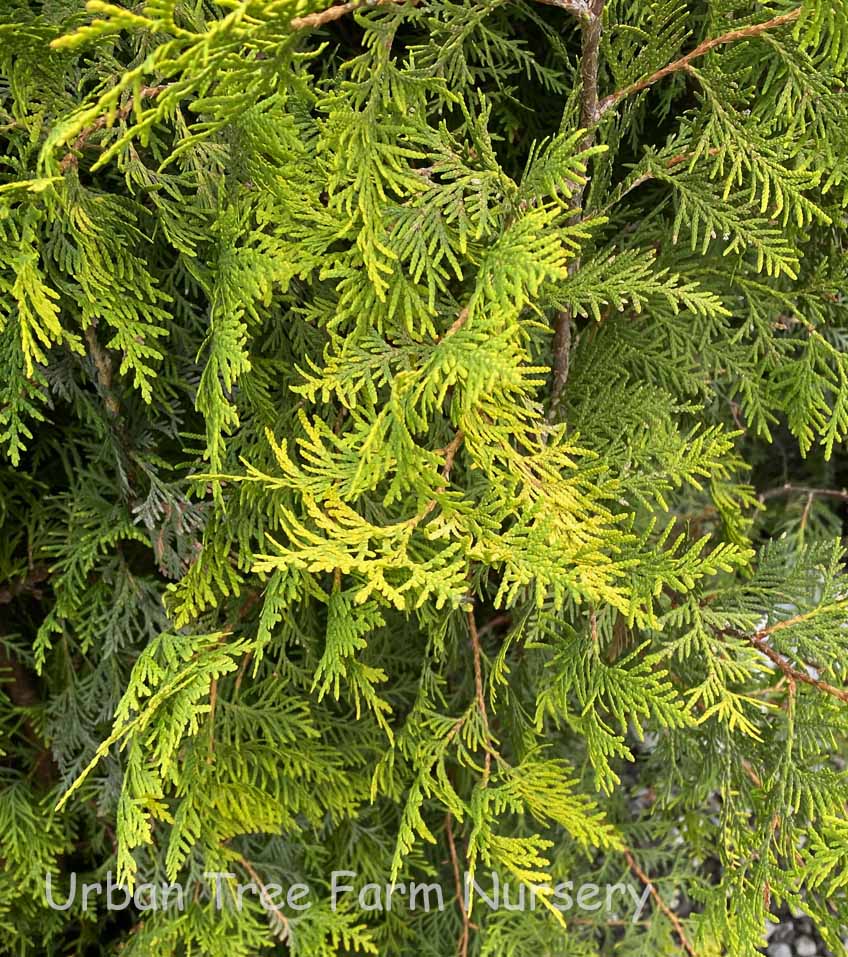 Thuja occidentalis 'Polar Gold' | Urban Tree Farm Nursery