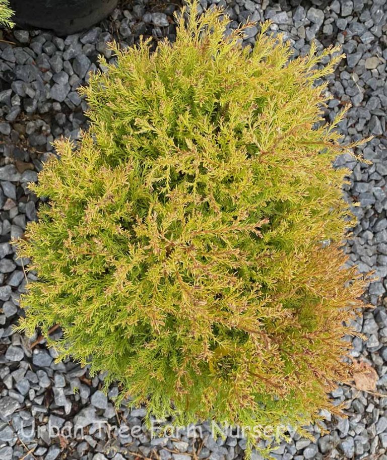 Thuja occidentalis 'Rheingold' | Urban Tree Farm Nursery
