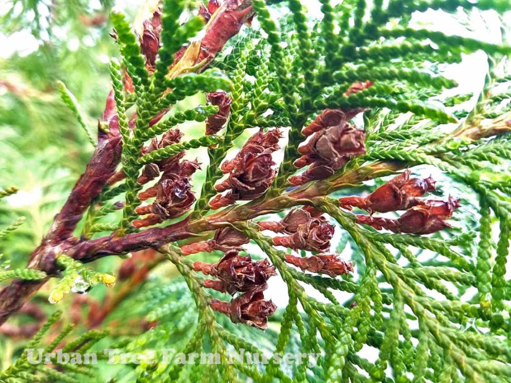 Thuja plicata 'Green Giant' | Urban Tree Farm Nursery