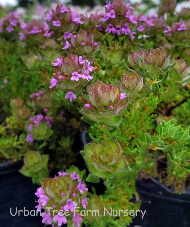 Thymus camphoratus | Urban Tree Farm Nursery