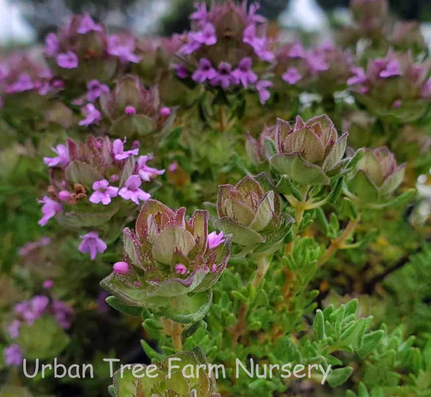 Thymus camphoratus | Urban Tree Farm Nursery