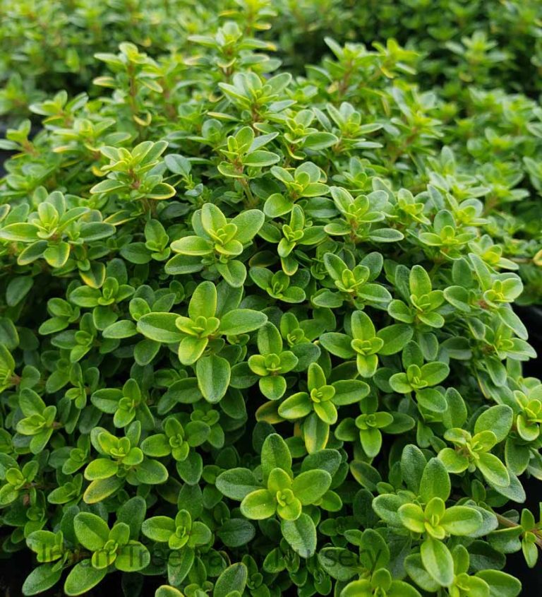 Thymus citriodorus 'Lime' | Urban Tree Farm Nursery