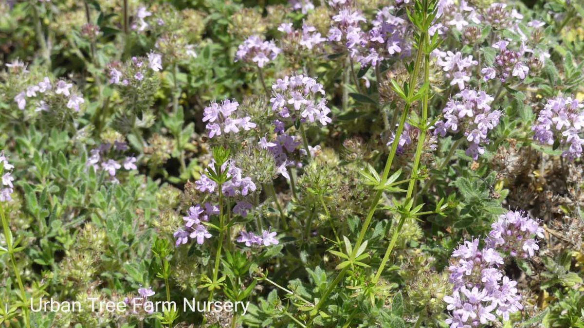 Thymus pseudolanuginosus 'Woolly' | Urban Tree Farm Nursery