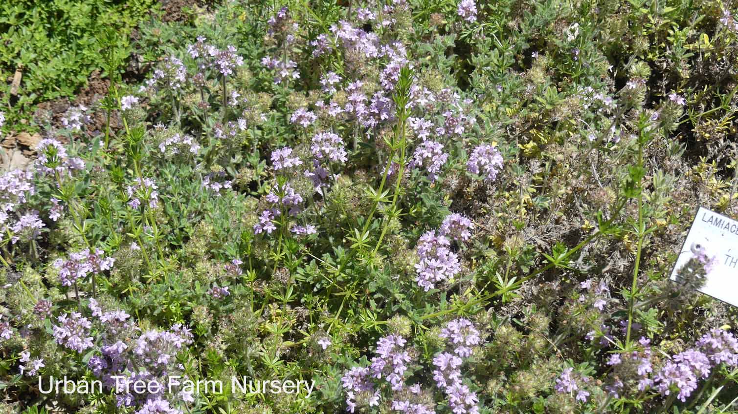 Thymus pseudolanuginosus 'Woolly' | Urban Tree Farm Nursery