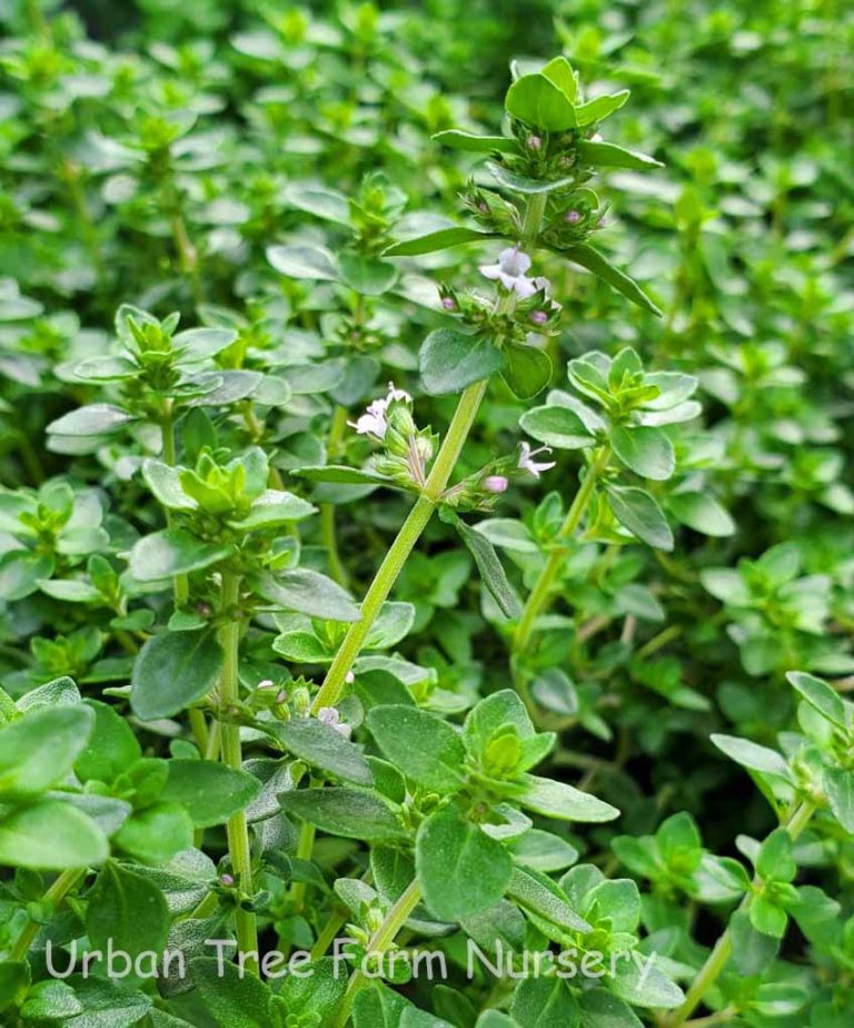 Thymus vulgaris | Urban Tree Farm Nursery