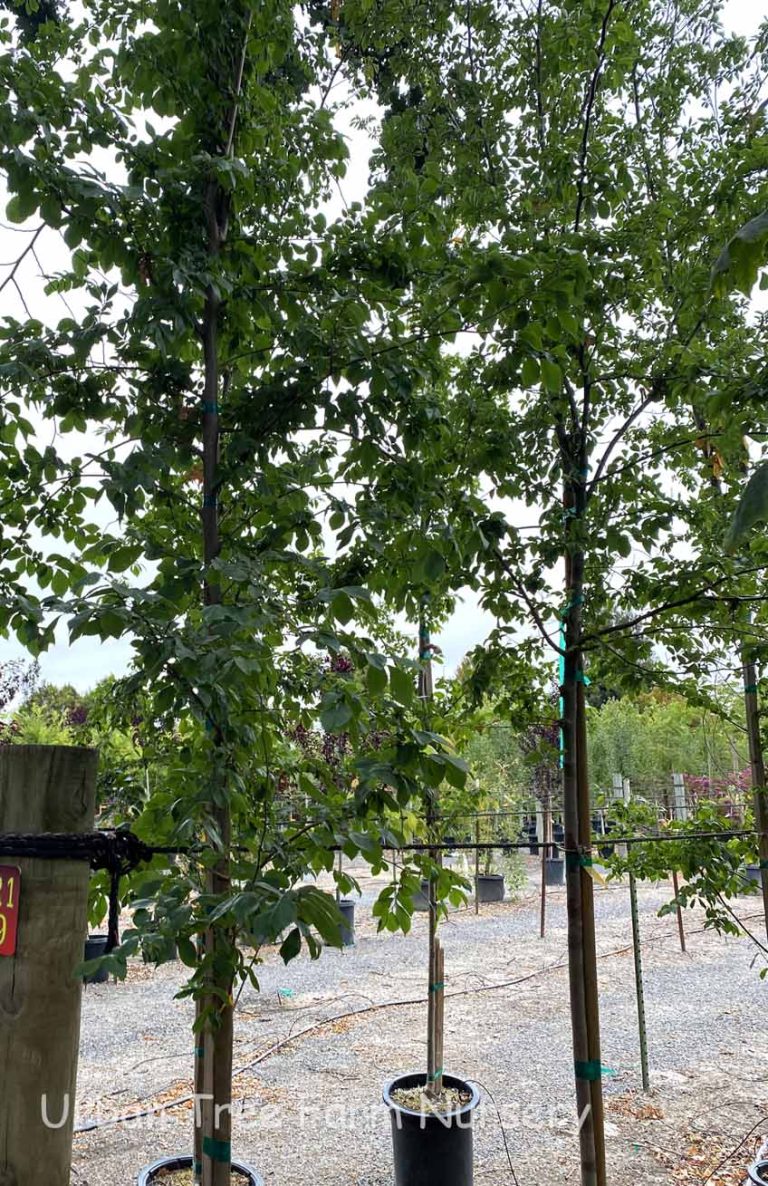 Ulmus carpinifolia x parvifolia 'Frontier' | Urban Tree Farm Nursery