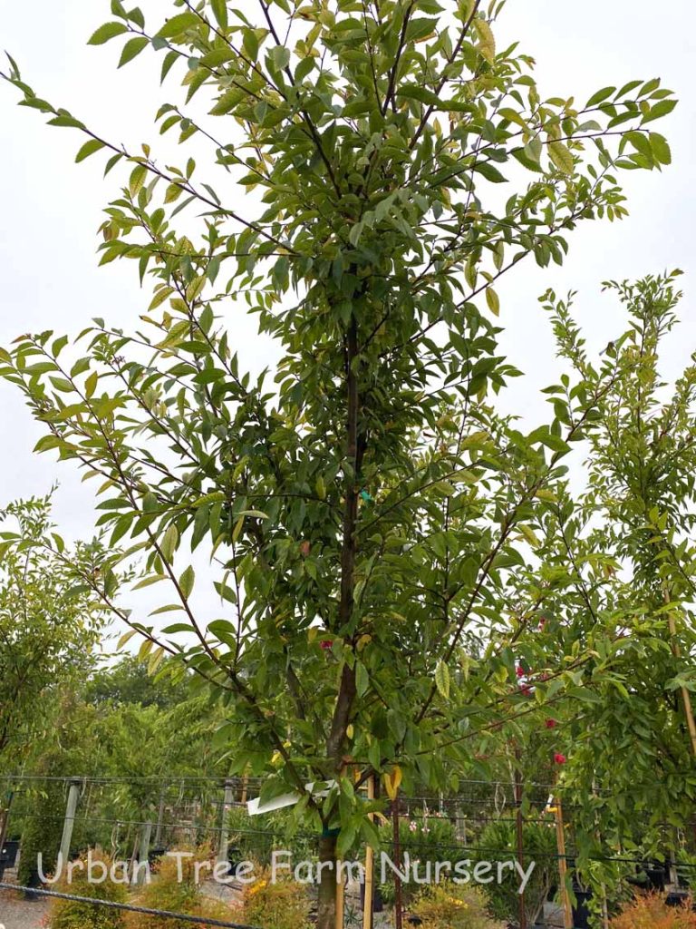 Ulmus parvifolia 'Allee/Emer II' | Urban Tree Farm Nursery