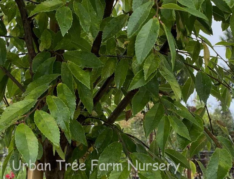Ulmus parvifolia 'Allee/Emer II' | Urban Tree Farm Nursery