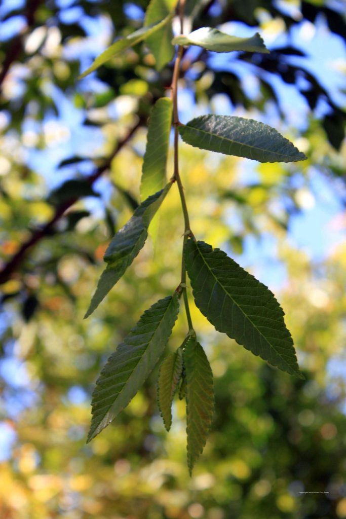 Ulmus parvifolia 'Drake' | Urban Tree Farm Nursery