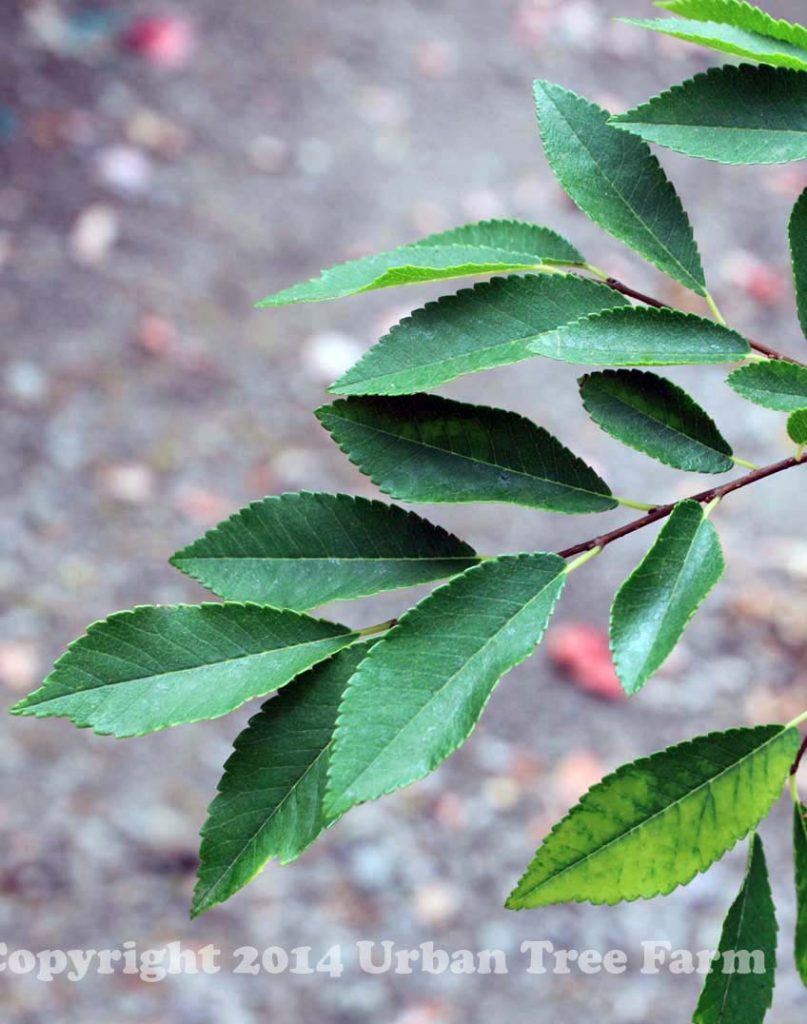 Ulmus parvifolia 'True Green' | Urban Tree Farm Nursery