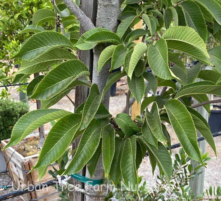 Ulmus propinqua 'Emerald Sunshine' | Urban Tree Farm Nursery