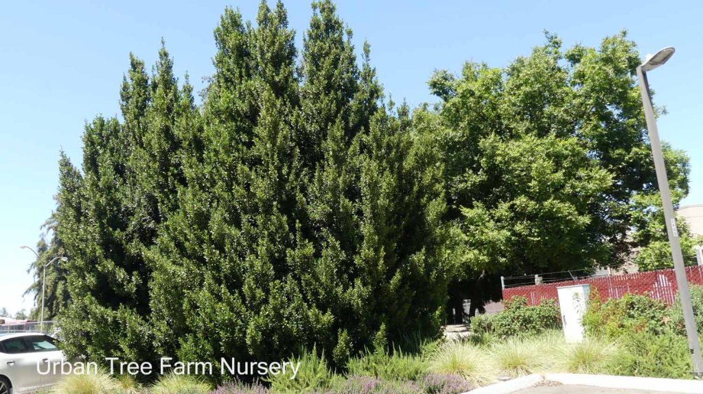 Umbellularia californica | Urban Tree Farm Nursery