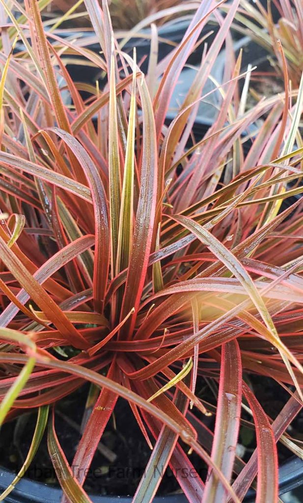 Uncinia rubra 'Belinda's Find' | Urban Tree Farm Nursery