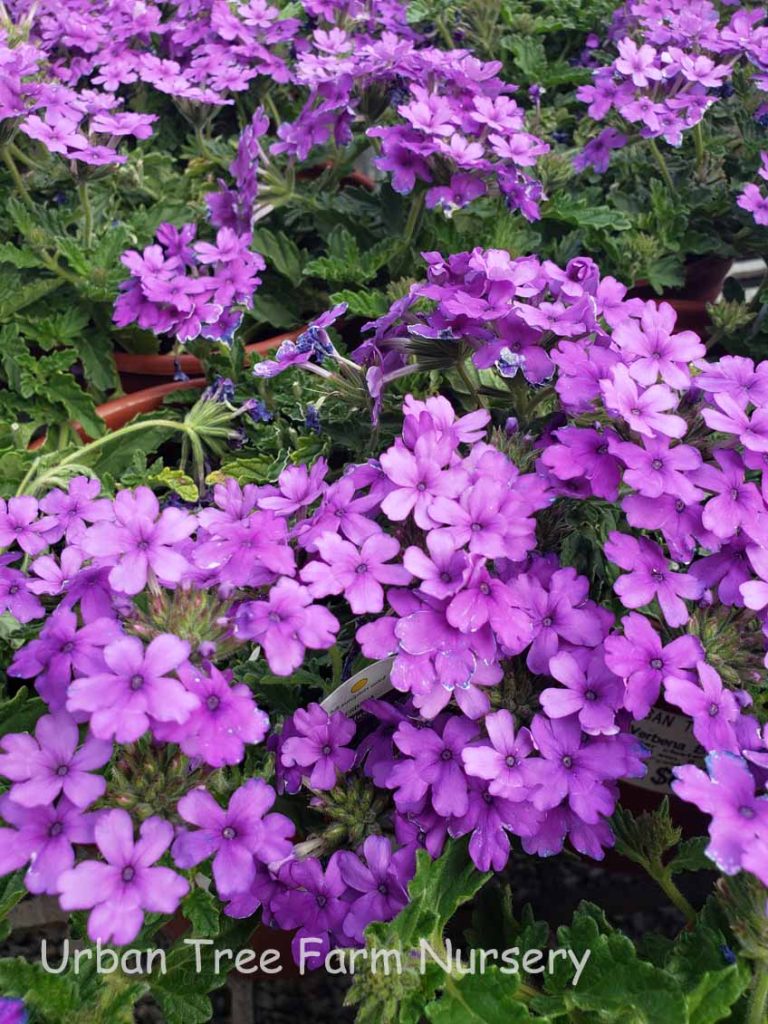 Verbena peruviana 'EnduraScape Blue' | Urban Tree Farm Nursery